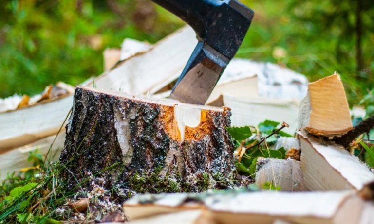 How To Easily Kill A Pine Tree | Bangingtoolbox