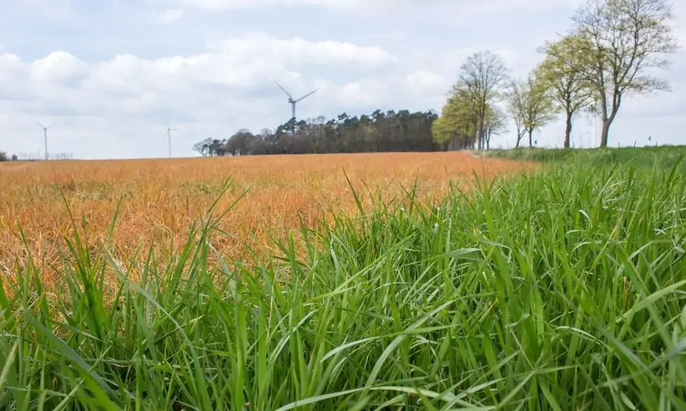 How To Get Burnt Grass Green Again! | Banging Toolbox
